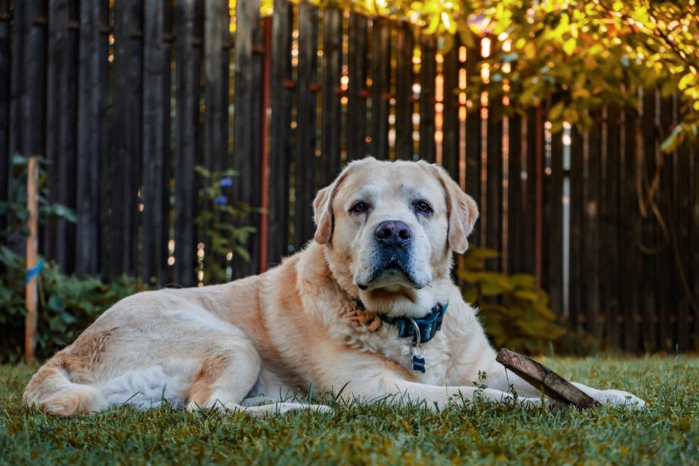 Preventing Parasites from Bugging Your Pet - Emergency Veterinary Hospital