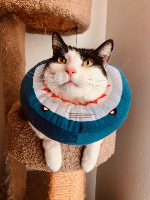 What is a PU procedure? - Emergency Veterinary Hospital