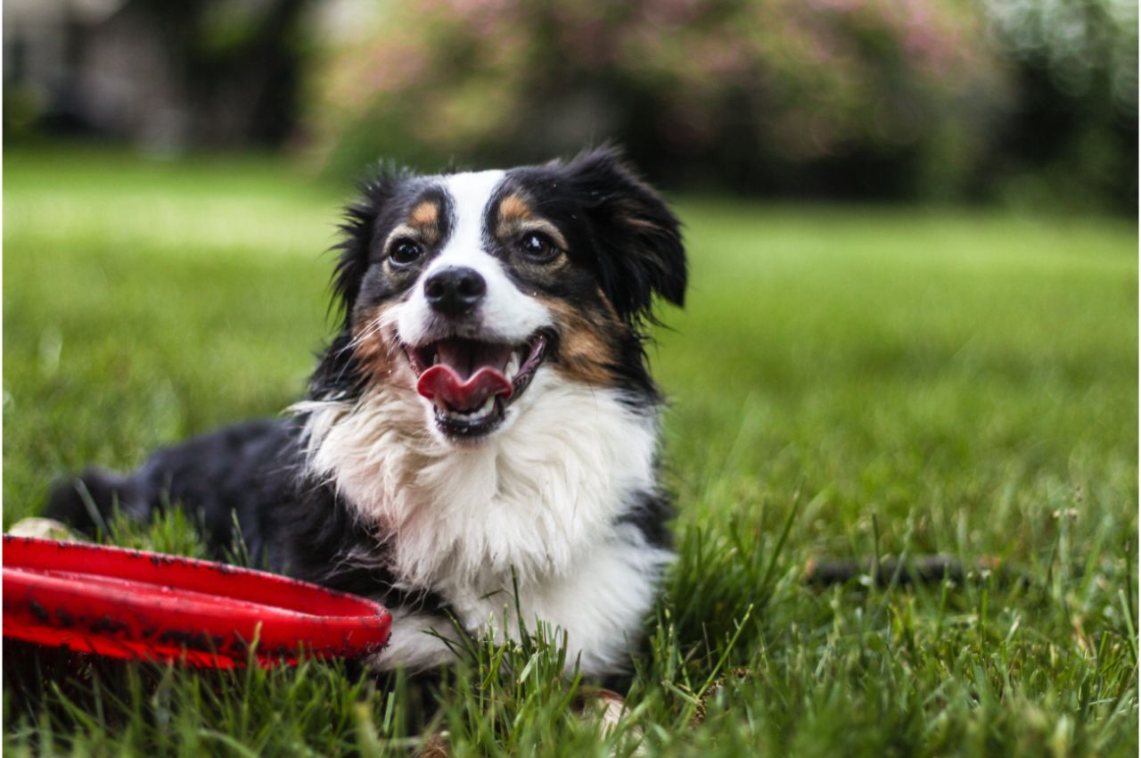 Outdoor Activities to Enjoy with Your Pet - Emergency Veterinary Hospital